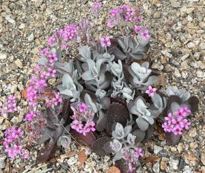 15 Beautiful Kalanchoe Succulent Types & How To Grow Them ...