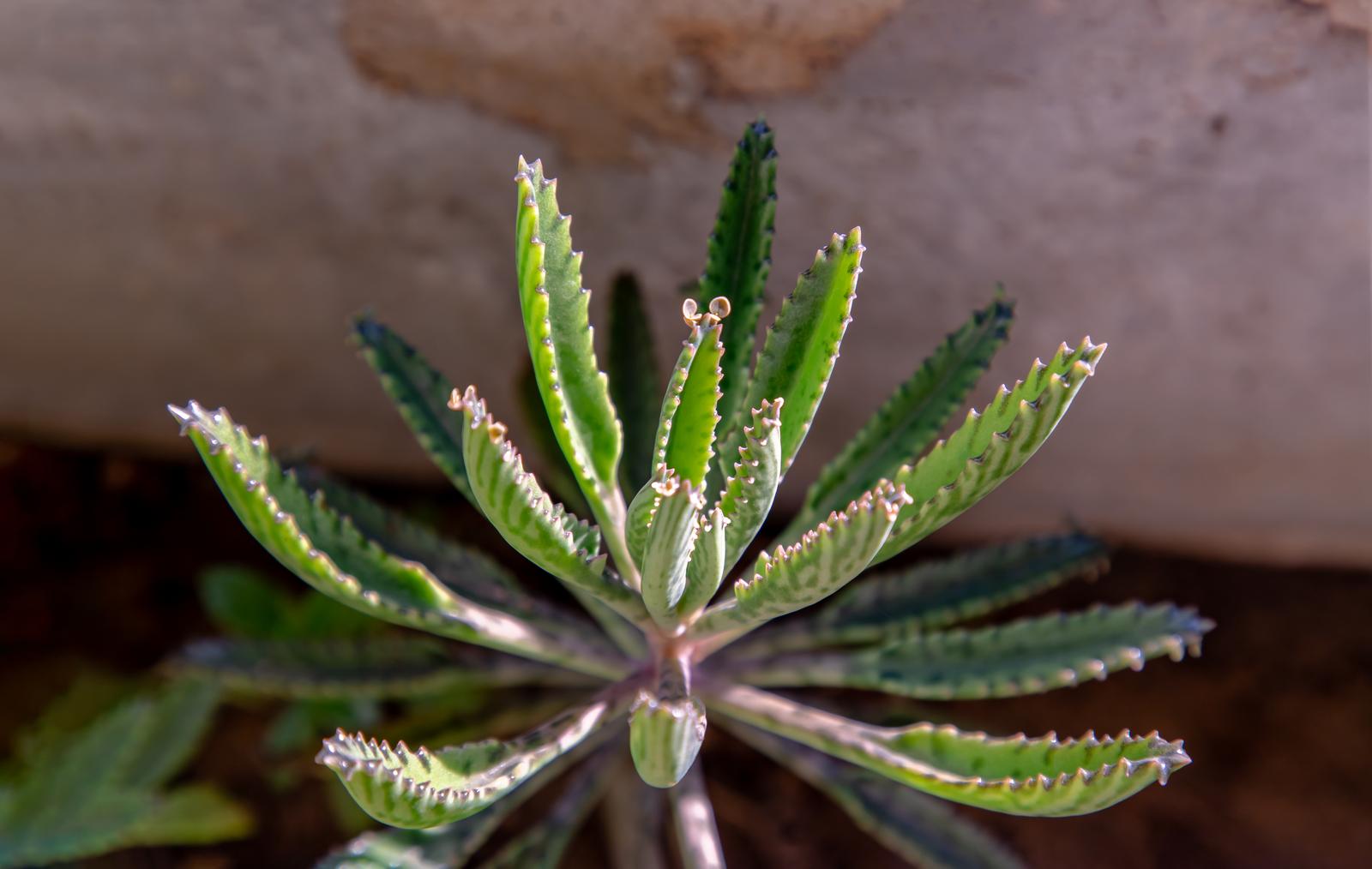 15 Beautiful Kalanchoe Succulent Types & How To Grow Them ...