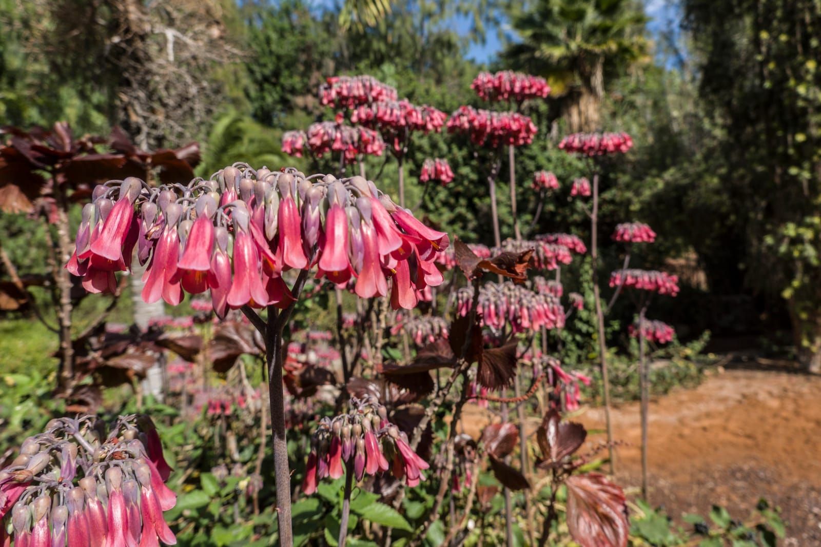 Kalanchoe Im Garten